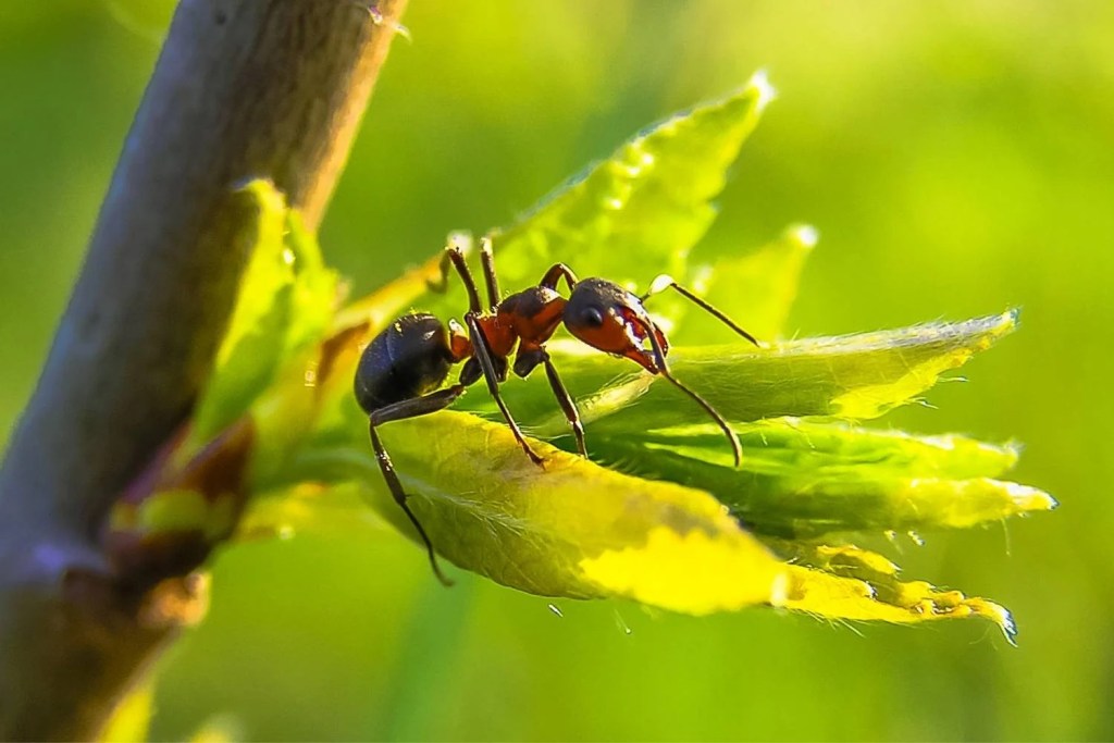 Garden Ant Control - TUTORING YOU