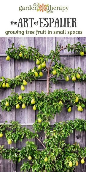 The Art of Espalier – TUTORING YOU