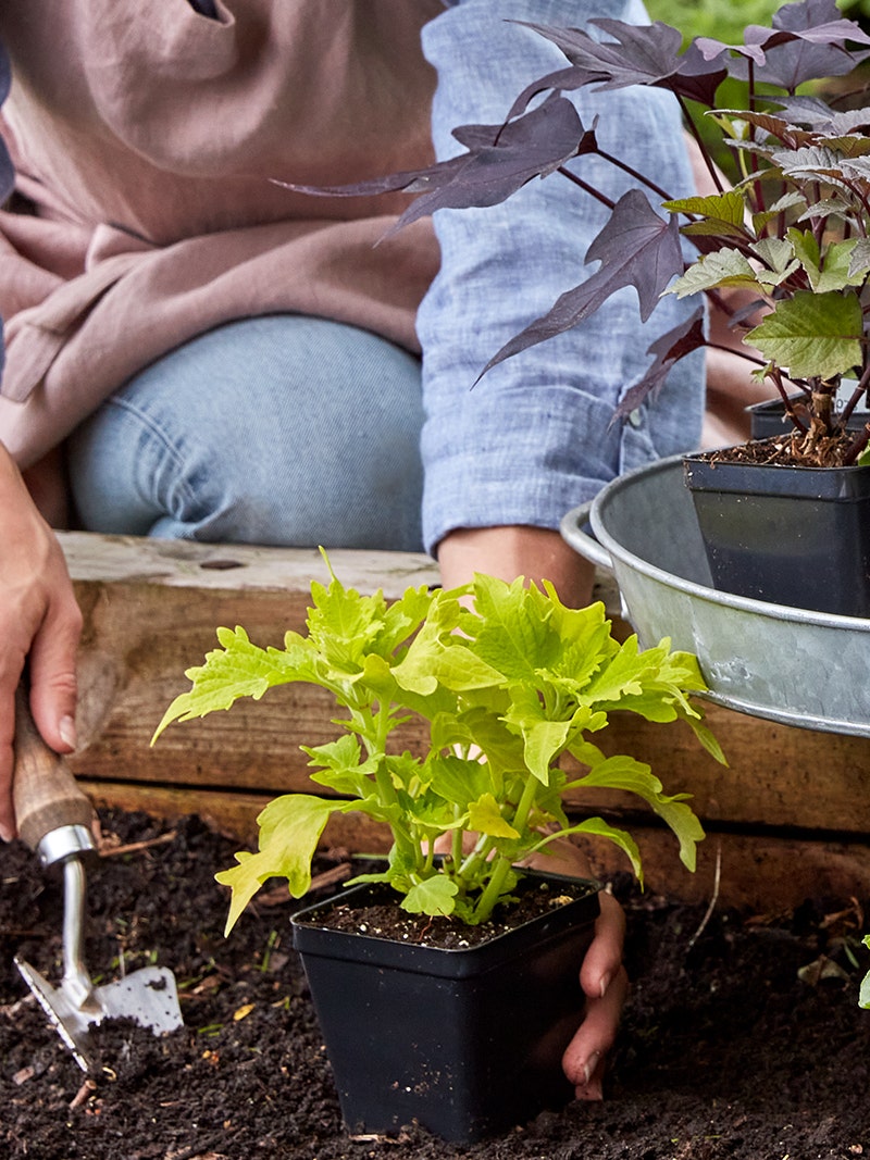 7 Signs of When to Start Planting a Garden – TUTORING YOU