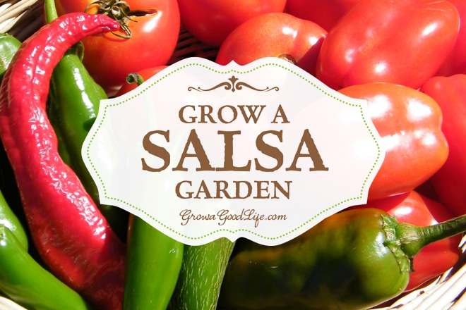 Love Fresh Salsa? Plant a Salsa Garden – TUTORING YOU