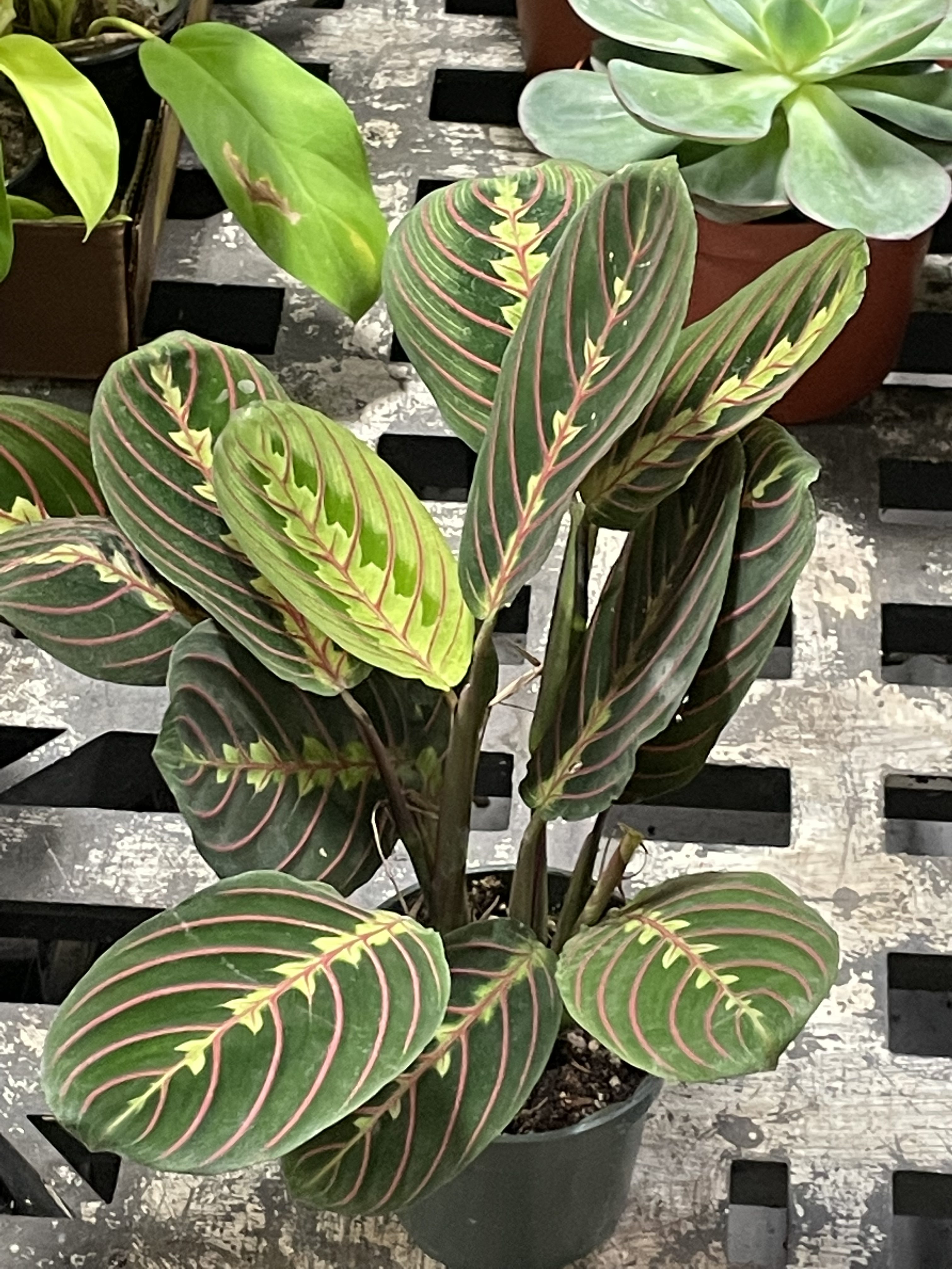 Red Maranta (Prayer Plant) – TUTORING YOU