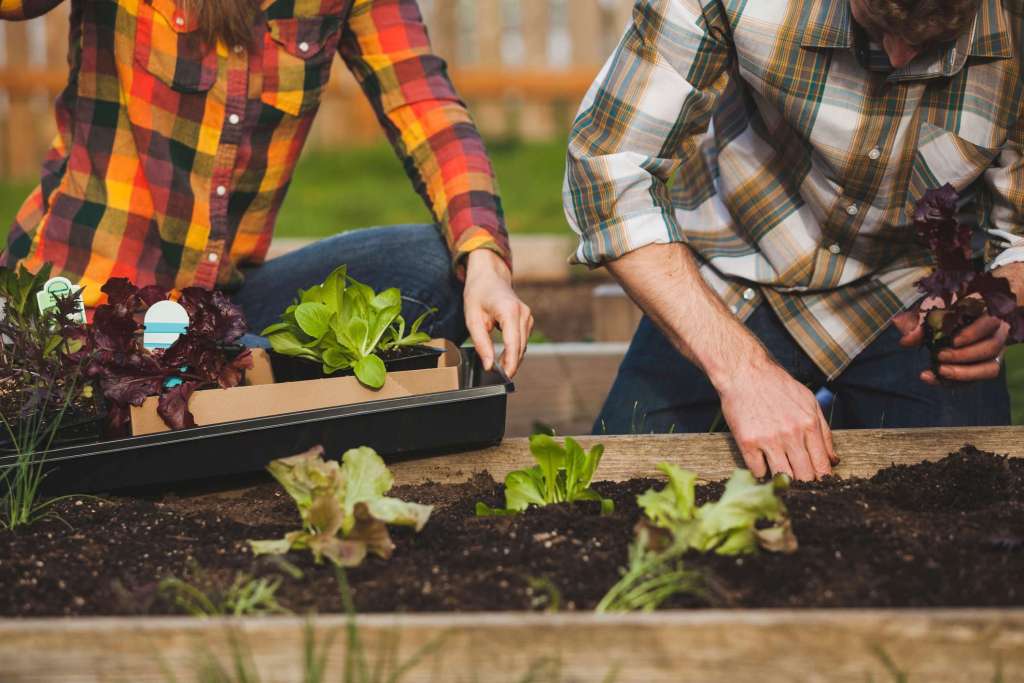 What Is a No-Till Garden? - TUTORING YOU