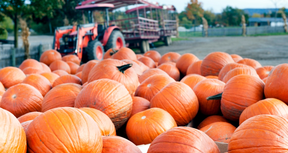 16 Little Known Pumpkin Facts – TUTORING YOU