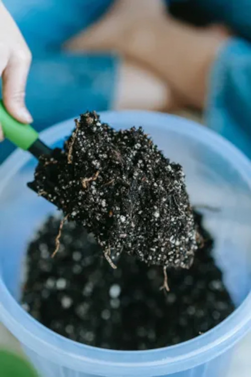 Old Potting Soil: What to Do with It – TUTORING YOU