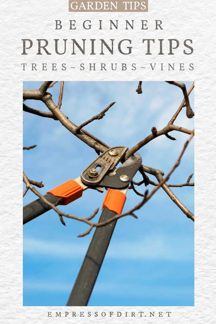 Pruning Principles 101 – TUTORING YOU