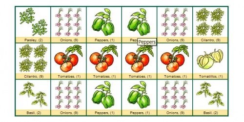 Love Fresh Salsa? Plant a Salsa Garden – TUTORING YOU