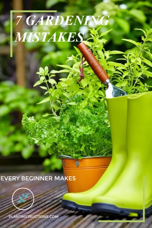 Common Perennial Garden Mistakes to Avoid – TUTORING YOU