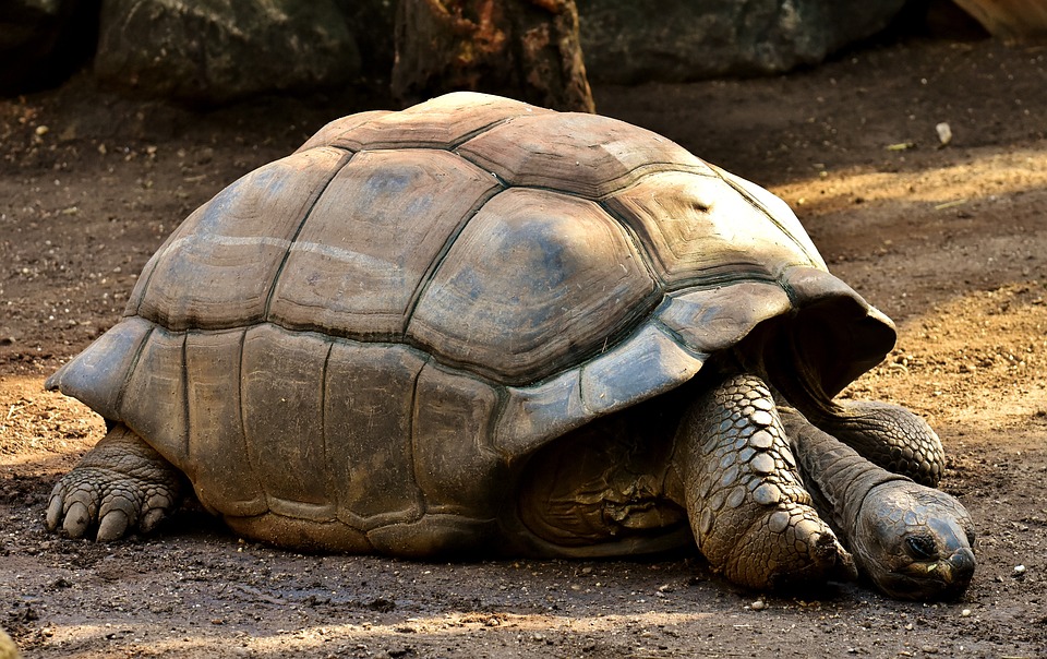 100-year-old Tortoise Who Saved His Species – TUTORING YOU