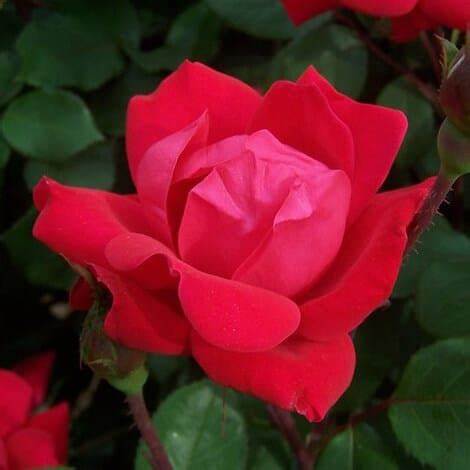 The Never-ending Rose – TUTORING YOU