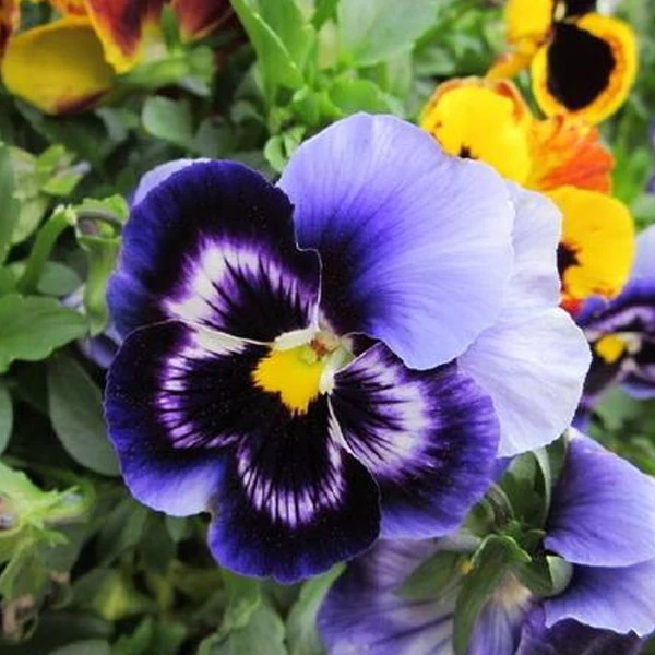 Support pollinators with cheerful viola flowers – TUTORING YOU