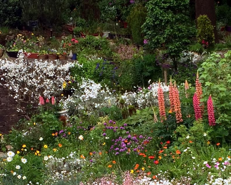 Vertical Plants for Your Garden – TUTORING YOU