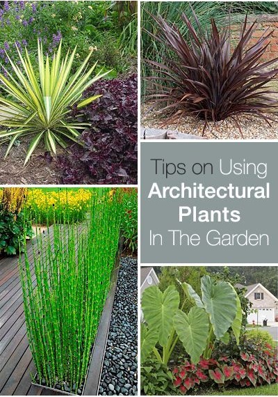 Using Architectural Plants in the Garden – TUTORING YOU